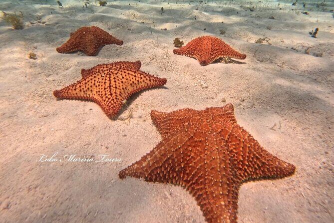 Star and Turtle Sanctuary Snorkeling Tour in Cozumel - Starting Point and Logistics