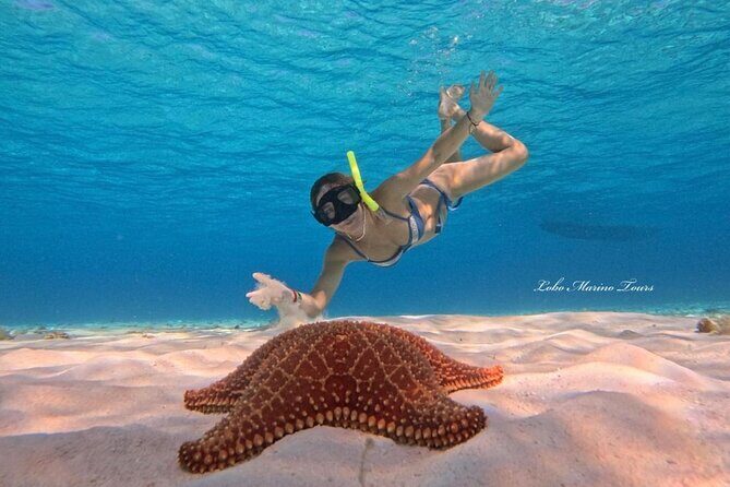 Star and Turtle Sanctuary Snorkeling Tour in Cozumel - Whats Included and What to Bring