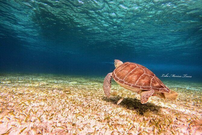 Star and Turtle Sanctuary Snorkeling Tour in Cozumel - Group Size and Tour Dynamics