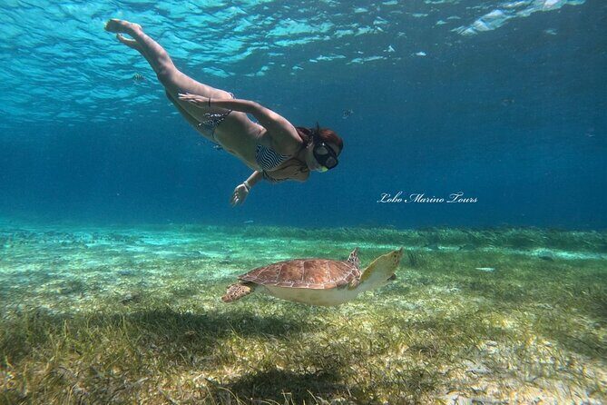 Star and Turtle Sanctuary Snorkeling Tour in Cozumel - Value and Cost Analysis