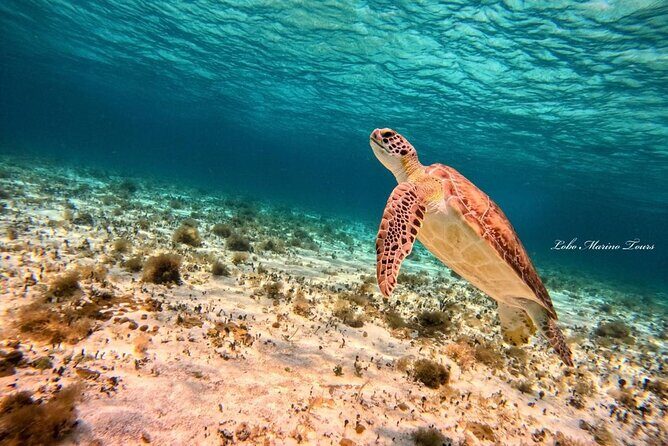 Star and Turtle Sanctuary Snorkeling Tour in Cozumel - Weather and Cancellations