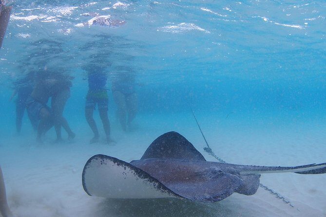 Starfish and Stingray City Fun Tour with Reef Snorkeling- 3 stops - Who Will Love This Tour?