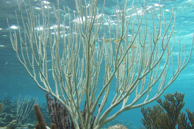 Starfish Point, Stingray City-Sandbar & Coral Gardens - The Itinerary in Detail