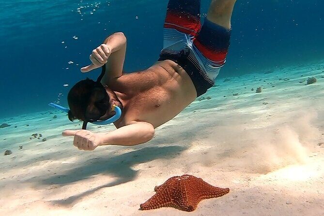 Starfish, Stingrays and the Turtle Sanctuary Snorkeling Tour - Third Stop: Turtle Bay