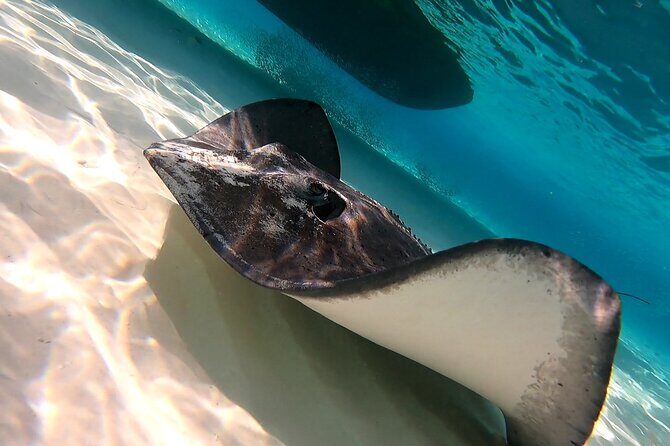 Starfish, Stingrays and the Turtle Sanctuary Snorkeling Tour - The Final Stop: Relax and Refresh