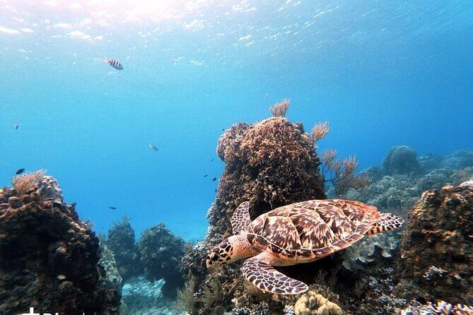 Starfish, Stingrays and the Turtle Sanctuary Snorkeling Tour - Knowledgeable and Friendly Guides