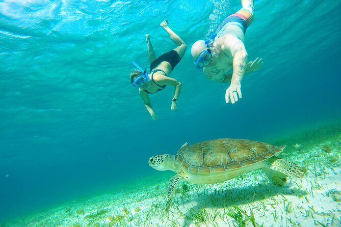 Starfish, Stingrays and the Turtle Sanctuary Snorkeling Tour - Safety and Sanitation