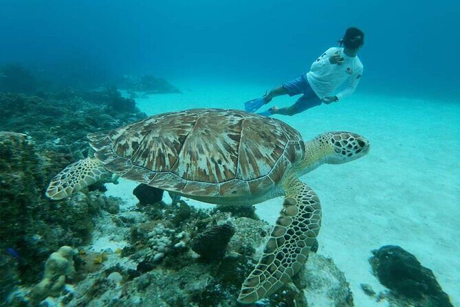 Starfish, Stingrays and the Turtle Sanctuary Snorkeling Tour - Equipment and Ease of Use