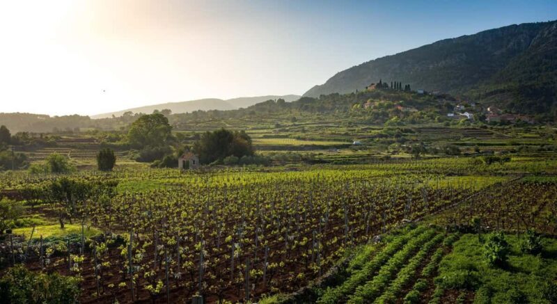 Stari Grad: Private Tuk-Tuk tour with Wine tasting - FAQ