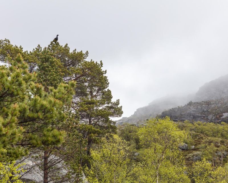 Stavanger: Preikestolen Hidden Trail Hike + Canoe + Lunch - The Return Journey: Enjoying the Descent and Reflection