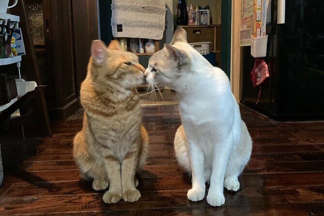 Staying in a Traditional Japanese house in Chiba - The Practicalities: What Makes This Tour Work