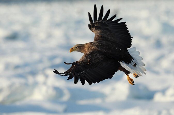 Steller's sea Eagle/White-tailed Eagle watching tour - In Practice: What You’ll Experience