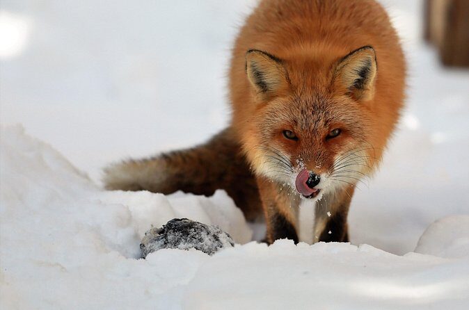 Steller's sea Eagle/White-tailed Eagle watching tour - FAQ