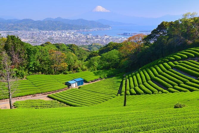 Step-Free easy going tour from Shimizu Port / Small bus - Final Thoughts