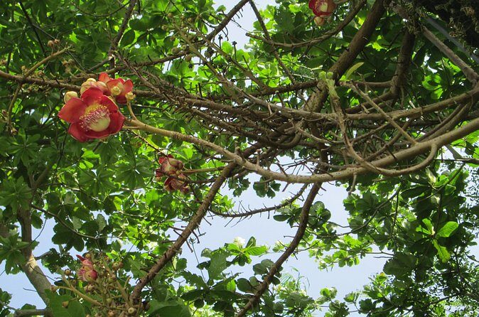 Stepping High Mountain Rastafari Herbs Tour - Who Should Consider This Tour?