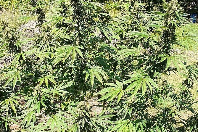 Stepping High Mountain Tour and Blue Hole Mineral Spring from Negril - Key Points