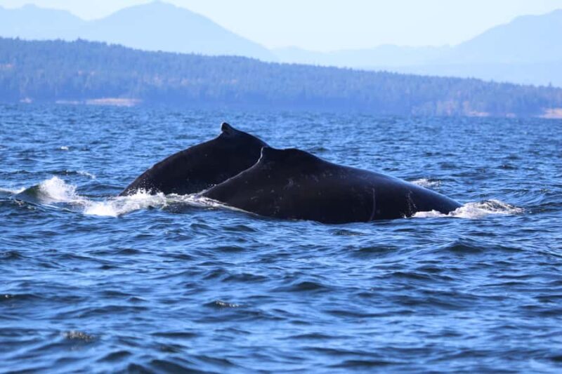 Steveston Village: Whale Watching Tour - An Authentic Marine Adventure from Steveston Village