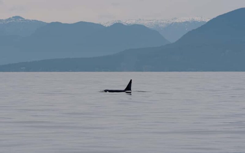 Steveston Village: Whale Watching Tour - Practical Tips for Your Whale-Watching Trip