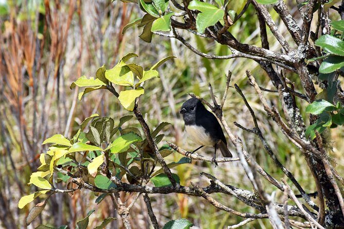 Stewart Island Fly Explore Fly ex Queenstown by Glenorchy Air - FAQ