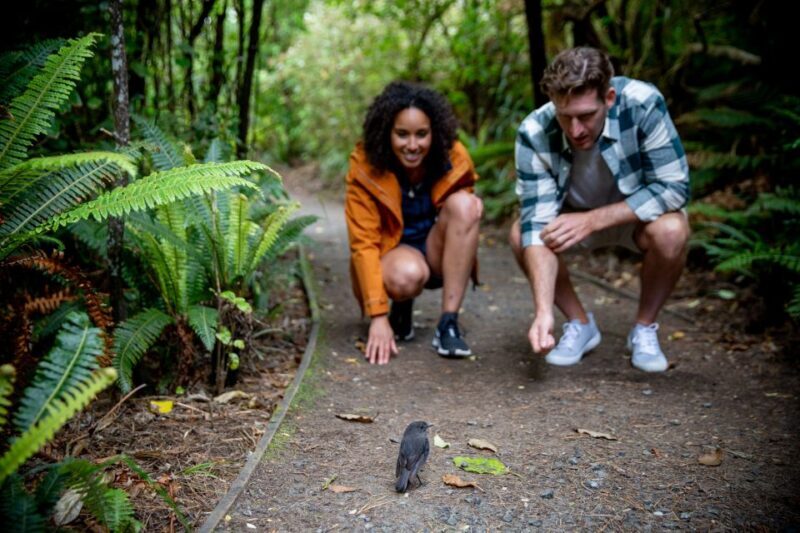 Stewart Island: Ulva Island Guided Wilderness Walk & Cruise - Key Points