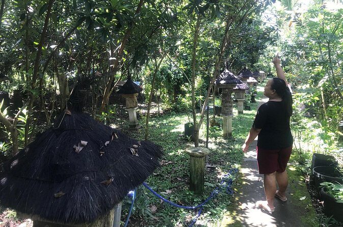 Stingless Bee Honey Farm and Beekeeping Tour - The Sum Up