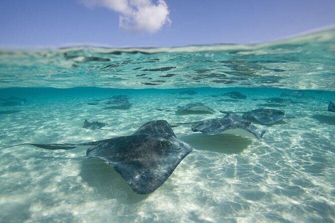 Stingray City and Two Reef Snorkeling Cayman Adventure - FAQ