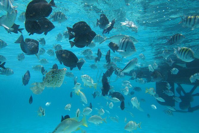 Stingray City Experience Plus One Snorkeling Stop - An In-Depth Look: What Makes This Tour Stand Out