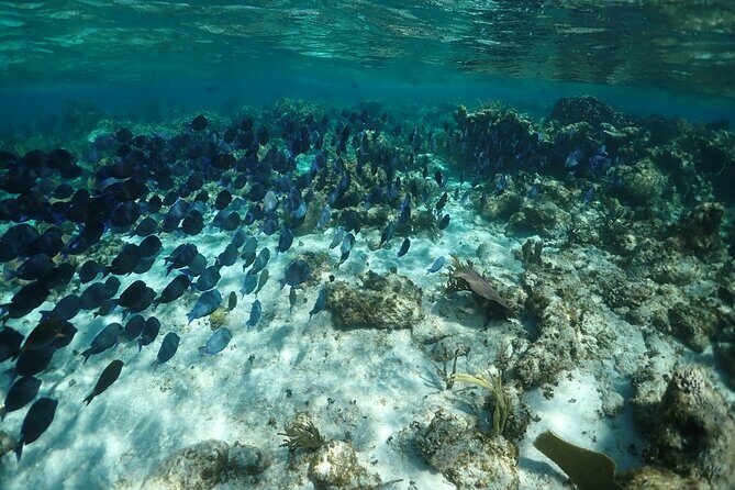 Stingray City Sandbar, Snorkel, Star fish Beach (Family operated) - Transportation and Group Size