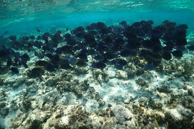 Stingray City Sandbar, Snorkel, Star fish Beach (Family operated) - FAQ