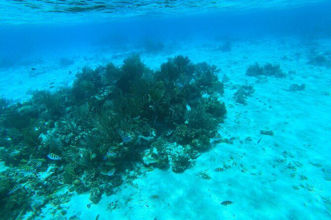 Stingray City, Star fish Point and Snorkeling Private Boat Tour - FAQ