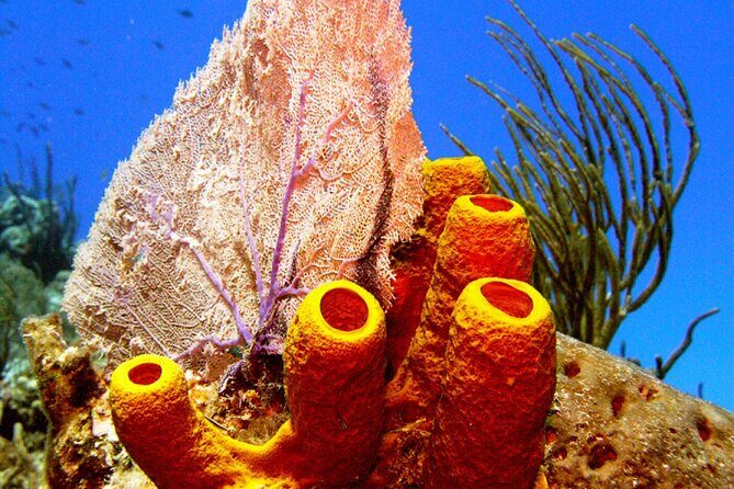 Stingray Sandbar, Snorkeling, and Starfish Point - What the Included Amenities Mean for You