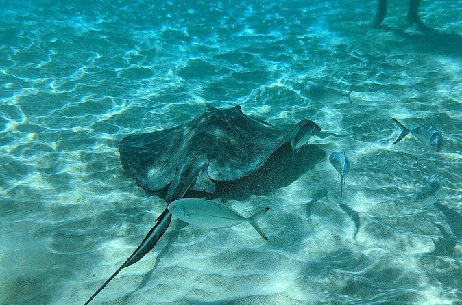 Stingray Sandbar, Snorkeling, and Starfish Point - Authentic Experiences and Genuine Reviews