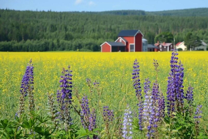 Stockholm: Evening Wildlife Safari with Midsummer Meal - Key Points