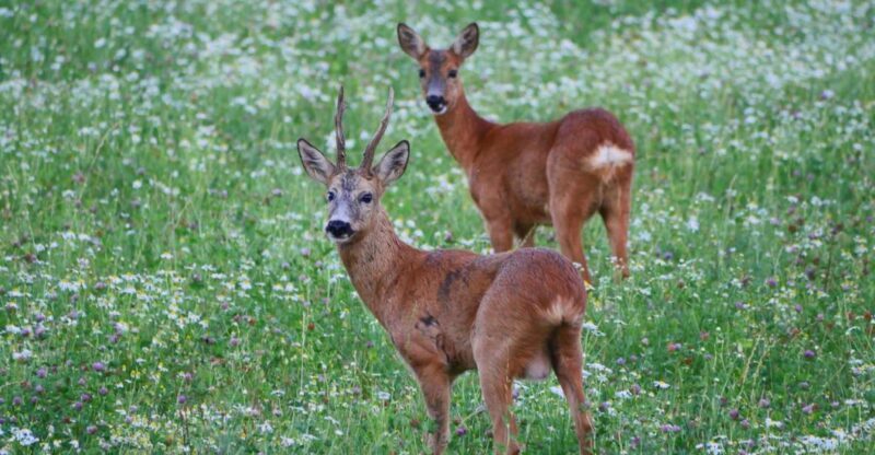 Stockholm: Evening Wildlife Safari with Midsummer Meal - An Authentic Escape Into Swedish Nature