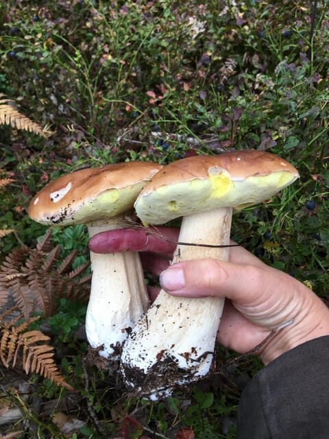 Stockholm, Mushroom and Wild Plant Foraging Tour with expert - Why This Tour Offers Great Value