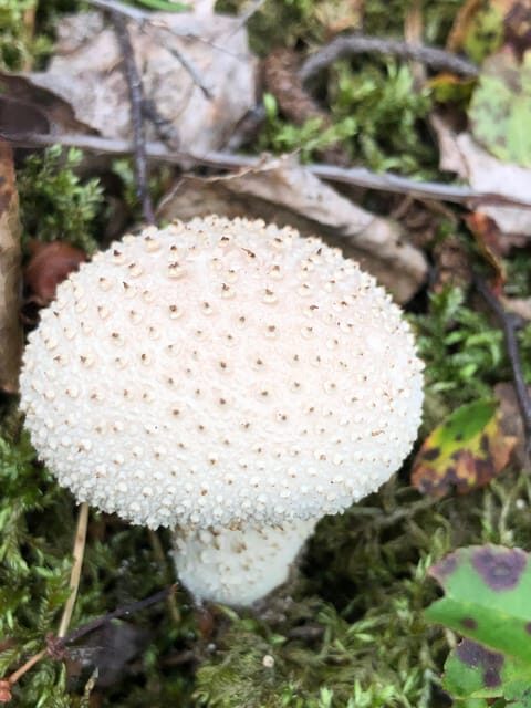 Stockholm, Mushroom and Wild Plant Foraging Tour with expert - Final Thoughts