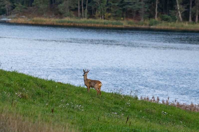 Stockholm: Wildlife Safari - Introduction: An authentic wildlife experience just outside Stockholm
