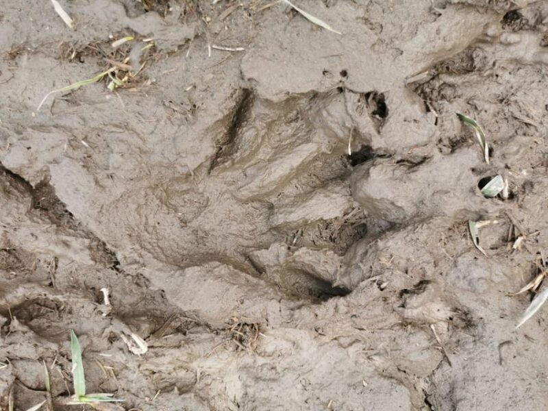Stockholm: Wildlife Safari - Key Points