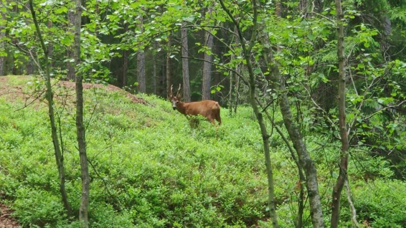 Stockholm: Wildlife Safari - Summary: Who is this wildlife safari best for?