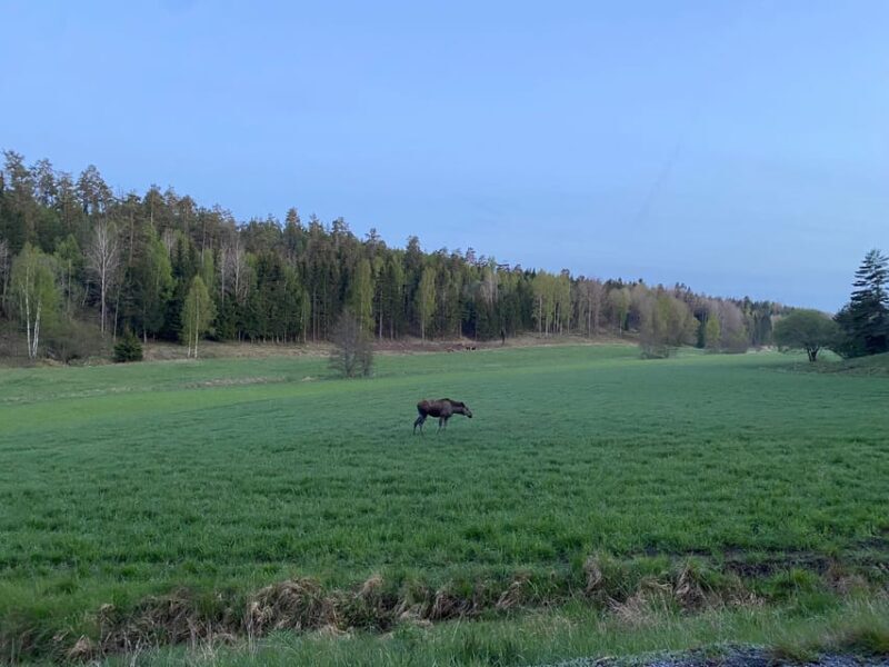 Stockholm: Wildlife Safari - Frequently Asked Questions