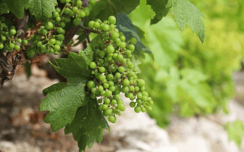 Ston, Peljesac and Korcula Winetasting Tour - Transportation & Timing: How It Works in Practice