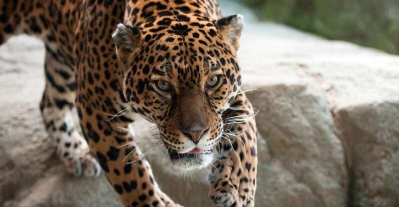Stoneham, Massachusetts: Stone Zoo Entry Ticket - The Animal Encounters and Special Exhibits