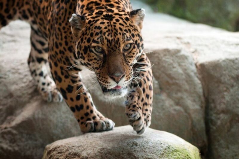 Stoneham, Massachusetts: Stone Zoo Entry Ticket - The Human Touch: Staff & Educational Value