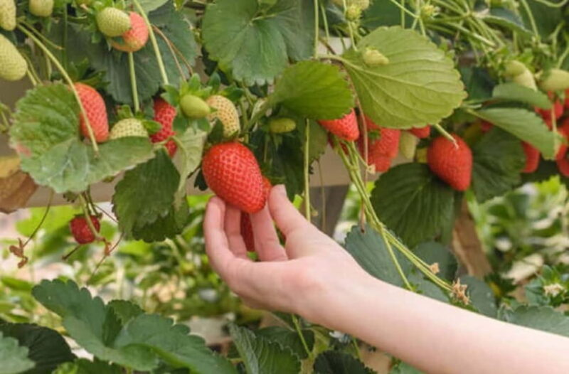 Strawberry & Mt.Gamaksan & Eunpyeong Hanok & Chorigol 164 - The Sum Up