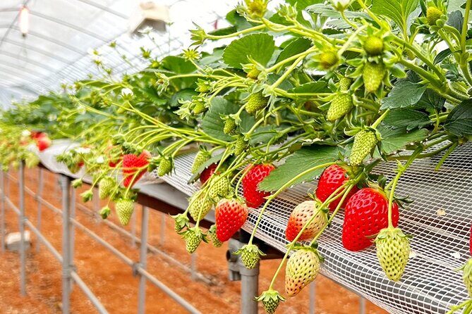 Strawberry Picking and Exploring Beautiful City of Tamba Sasayama - Discovering Tamba Sasayama: A Hidden Gem Near Osaka