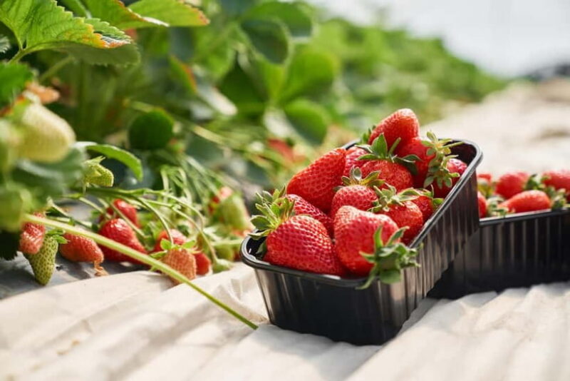 Strawberry Picking & Eobi Ice Valley Winter Tour +Sledding - Additional Details and Practicalities