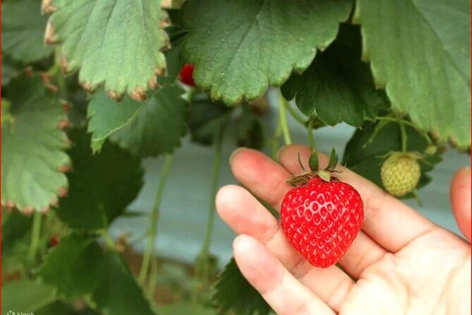 Strawberry Picking, Snow Sledding in Eobi Valley and Sheep Ranch - FAQ