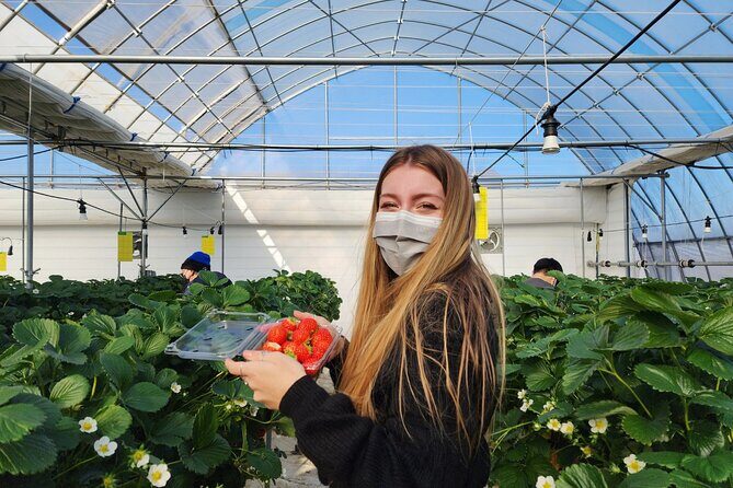 Strawberry Picking, Winter Sled with Eobi Ice Valley from Seoul - FAQ