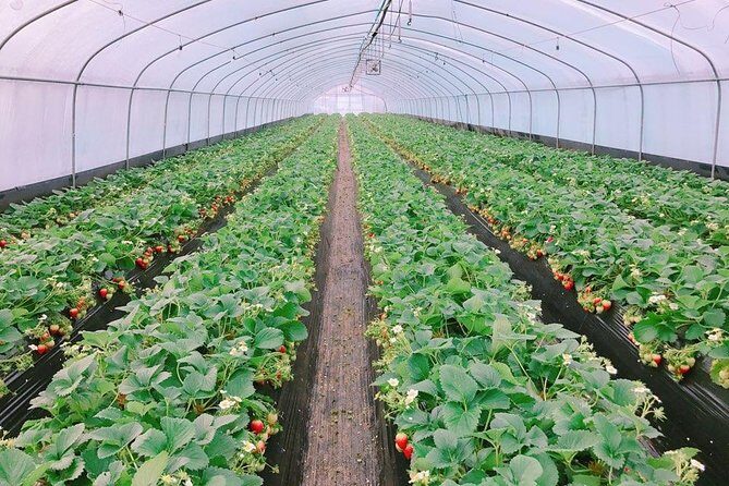 Strawberry Picking+Nami Island+Eobi Valley+Garden Lighting Fest - Key Points
