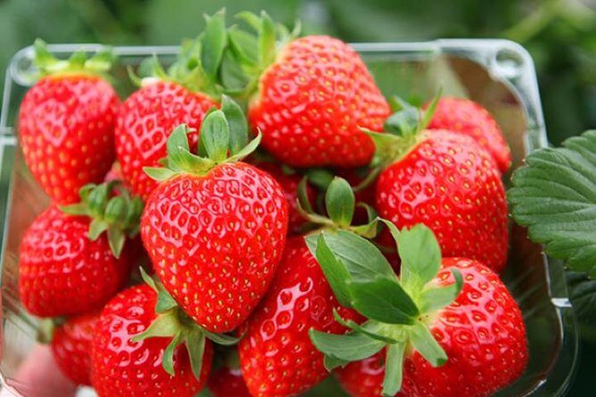 Strawberry Picking+Nami Island+Eobi Valley+Garden Lighting Fest - The Practicalities and Value